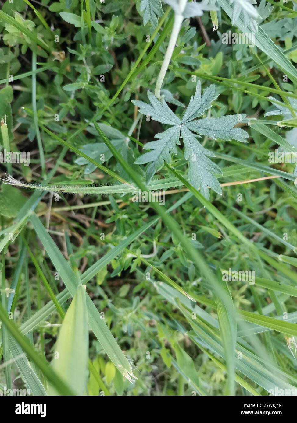 Silvery Cinquefoil (Potentilla argentea Stock Photo - Alamy