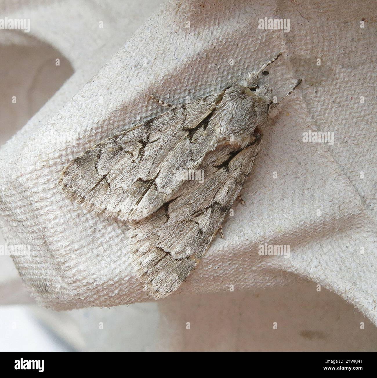 Poplar Grey (Acronicta megacephala Stock Photo - Alamy