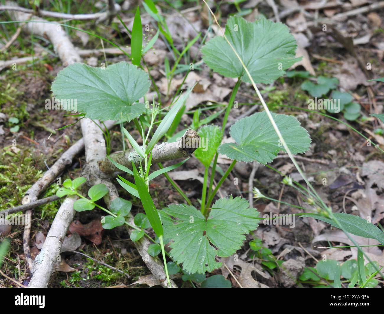Spring Avens (Geum vernum Stock Photo - Alamy