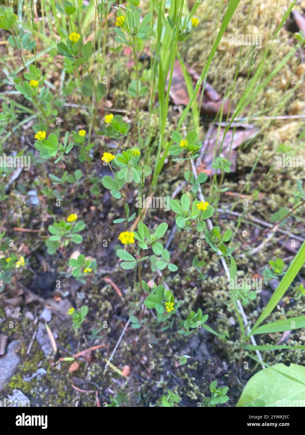 Lesser hop trefoil (Trifolium dubium Stock Photo - Alamy