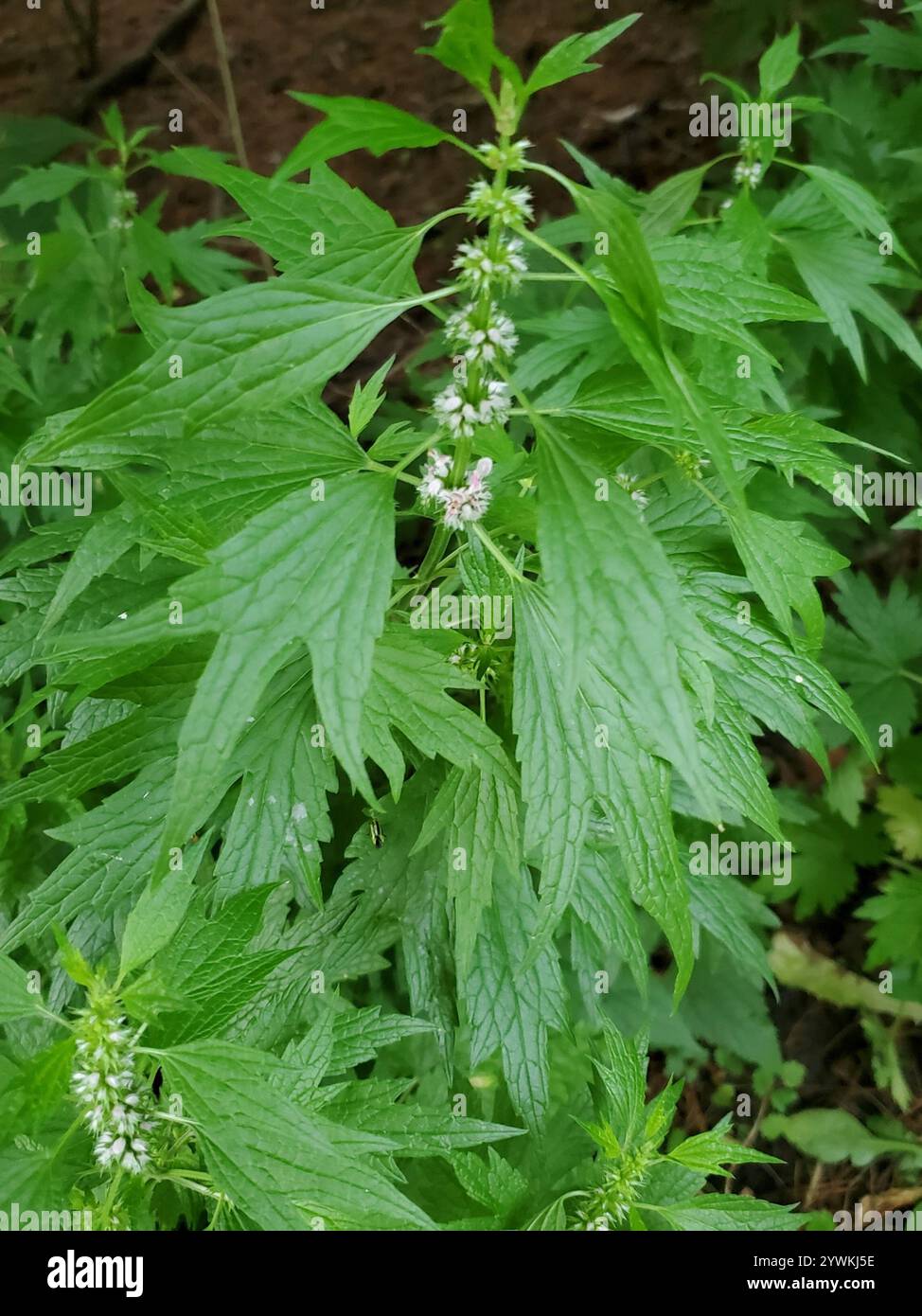 common motherwort (Leonurus cardiaca Stock Photo - Alamy