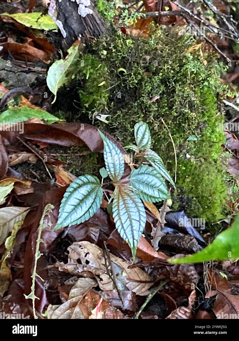 nettle family (Urticaceae Stock Photo - Alamy