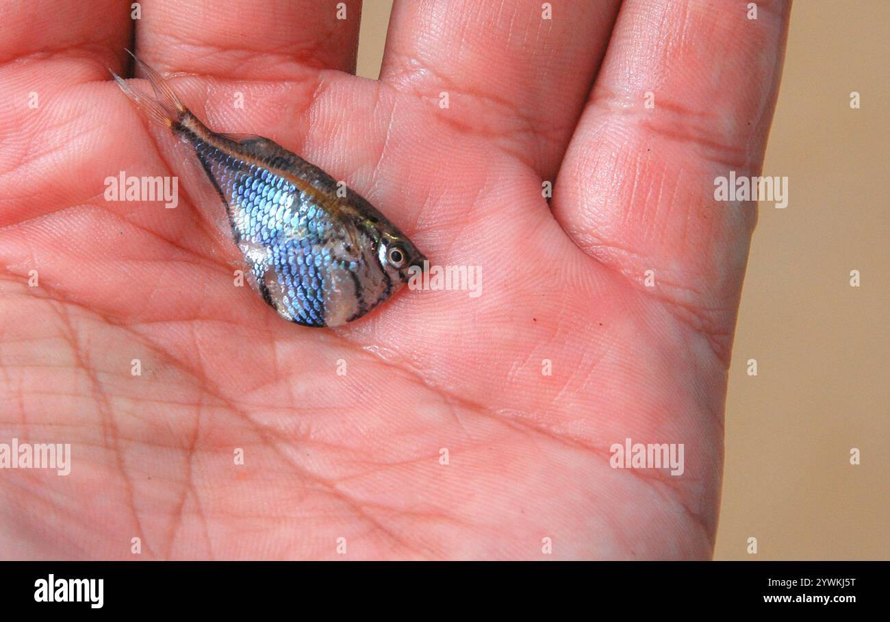 Marbled Hatchetfish (Carnegiella strigata Stock Photo - Alamy