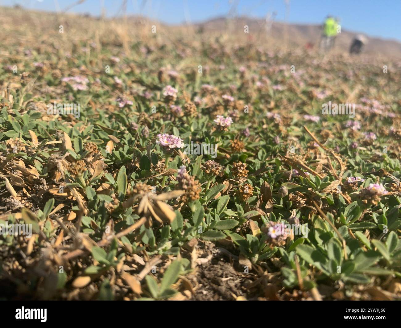 turkey tangle frogfruit (Phyla nodiflora Stock Photo - Alamy