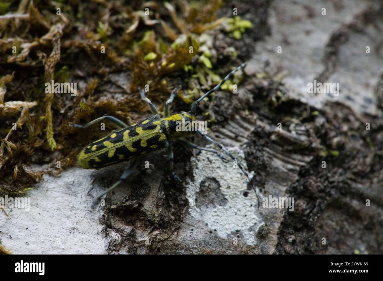 Ladder-marked Longhorn Beetle (Saperda scalaris Stock Photo - Alamy