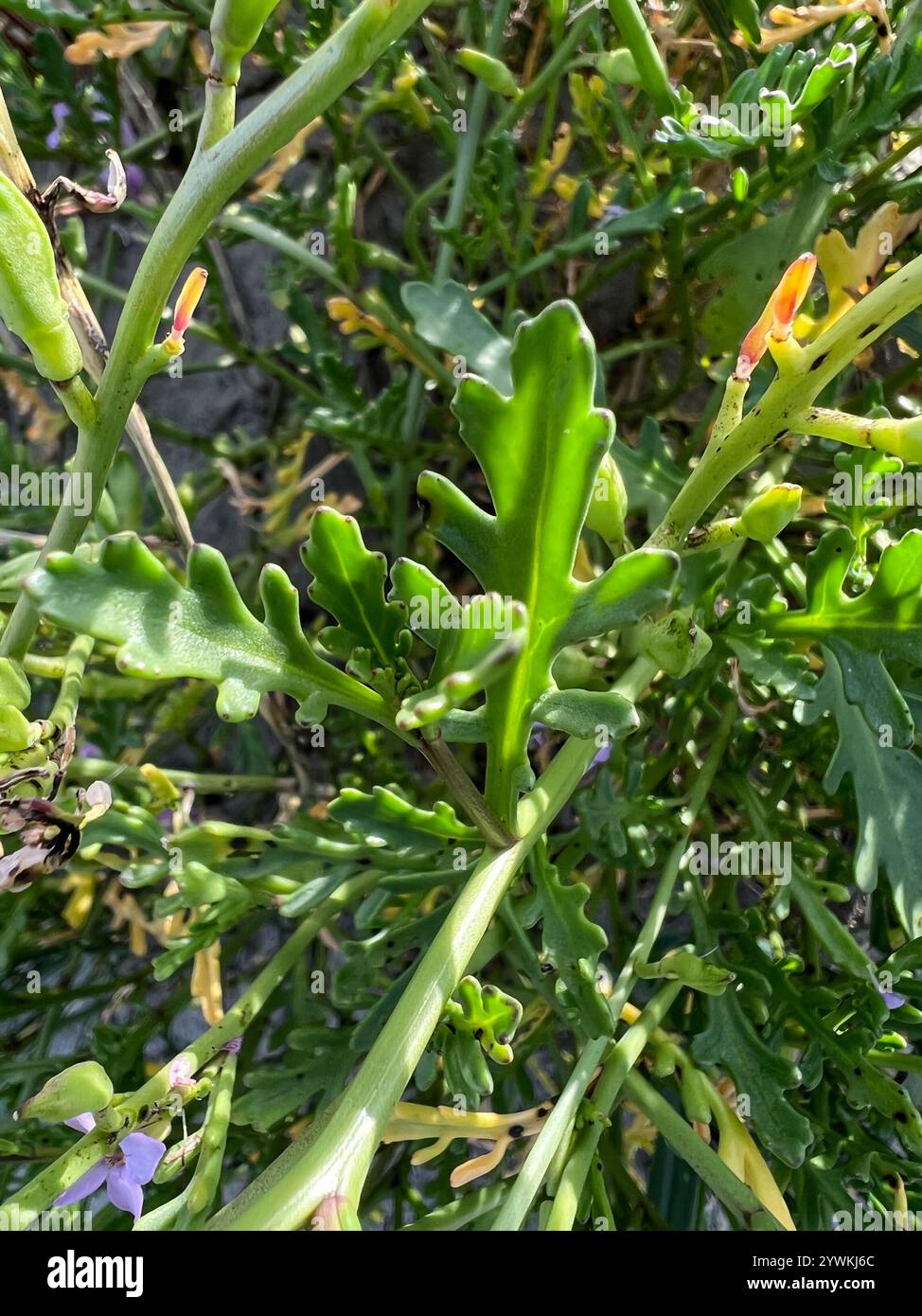 European Searocket (Cakile maritima Stock Photo - Alamy