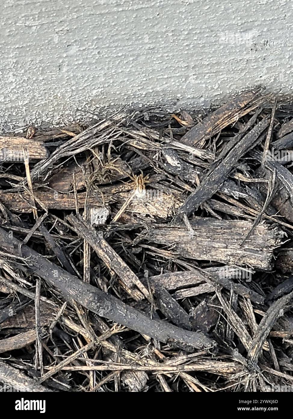 Thin-legged Wolf Spiders (Pardosa Stock Photo - Alamy