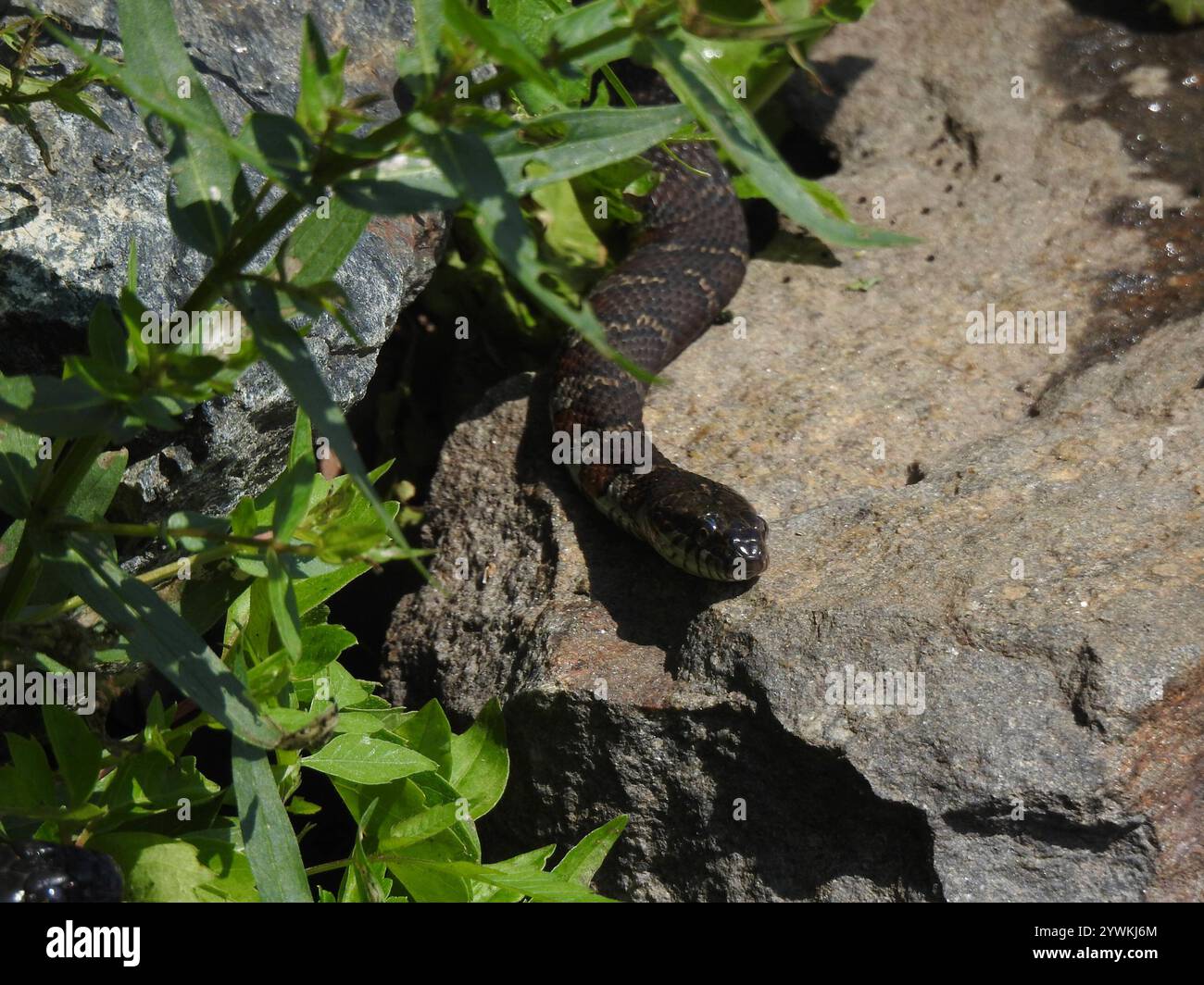 Common Watersnake (Nerodia sipedon Stock Photo - Alamy