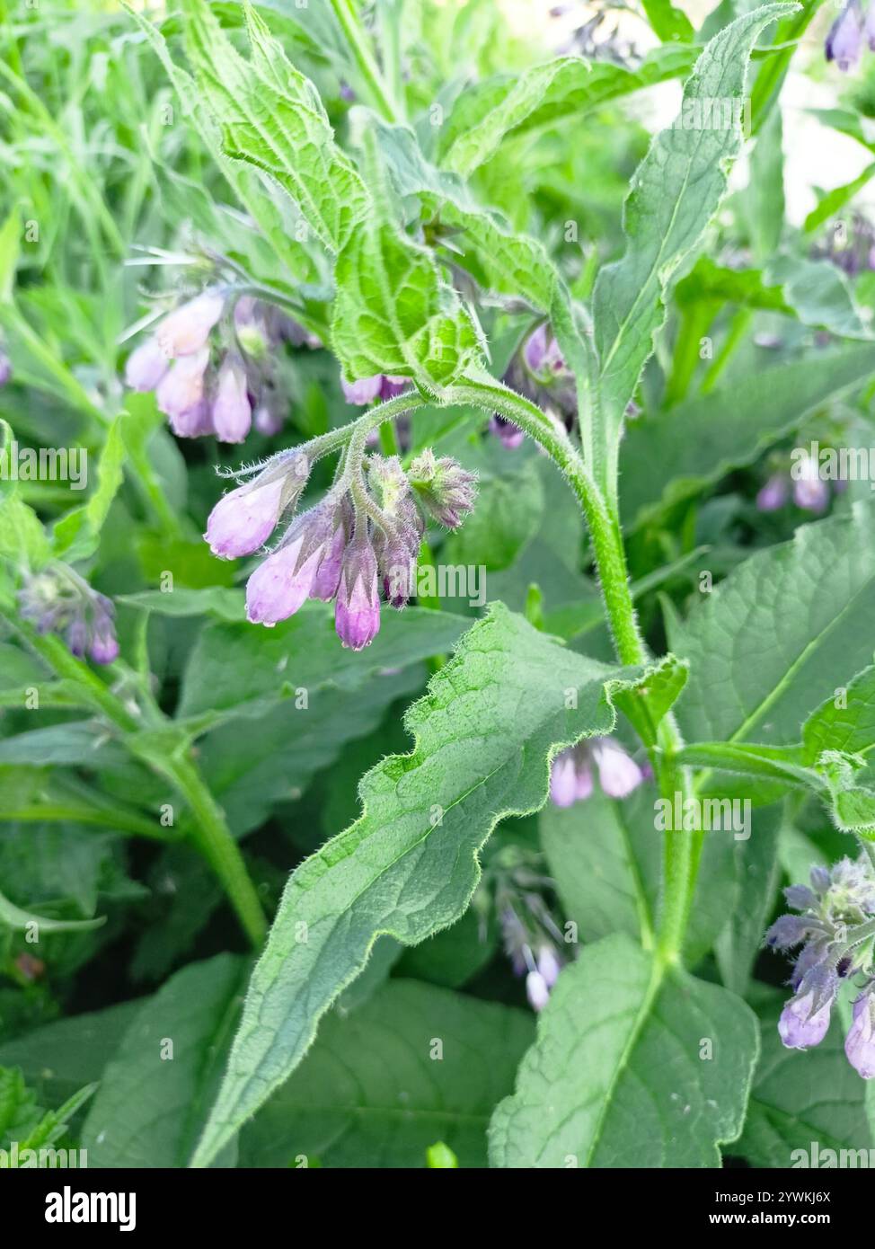 common comfrey (Symphytum officinale Stock Photo - Alamy