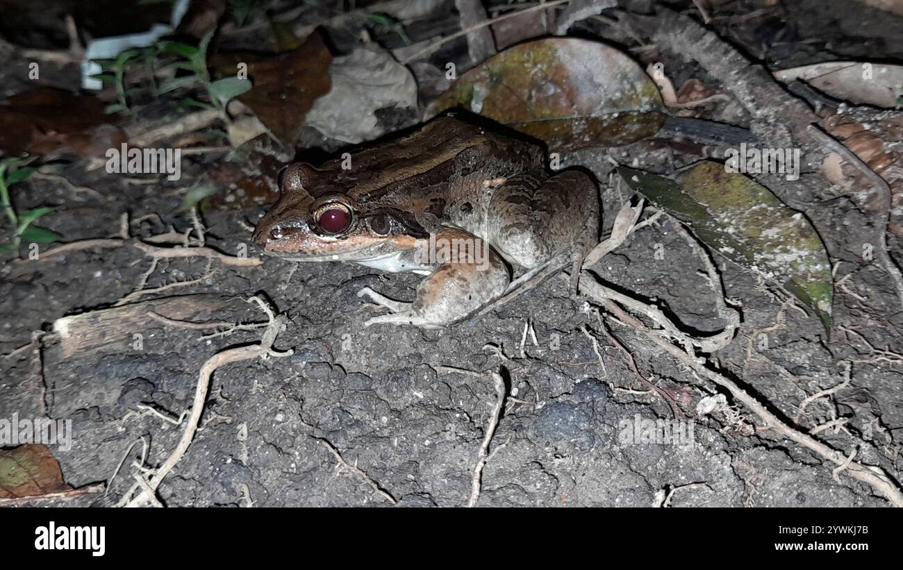 Spotted Foam-nest Frog (Leptodactylus insularum Stock Photo - Alamy