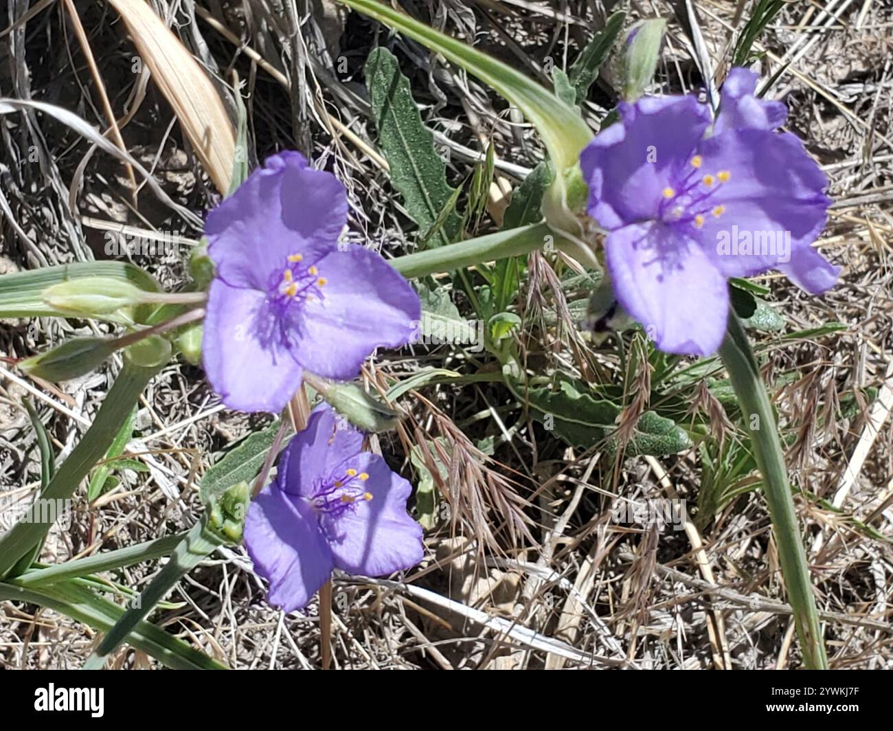 Western spiderwort tradescantia occidentalis hi-res stock photography ...
