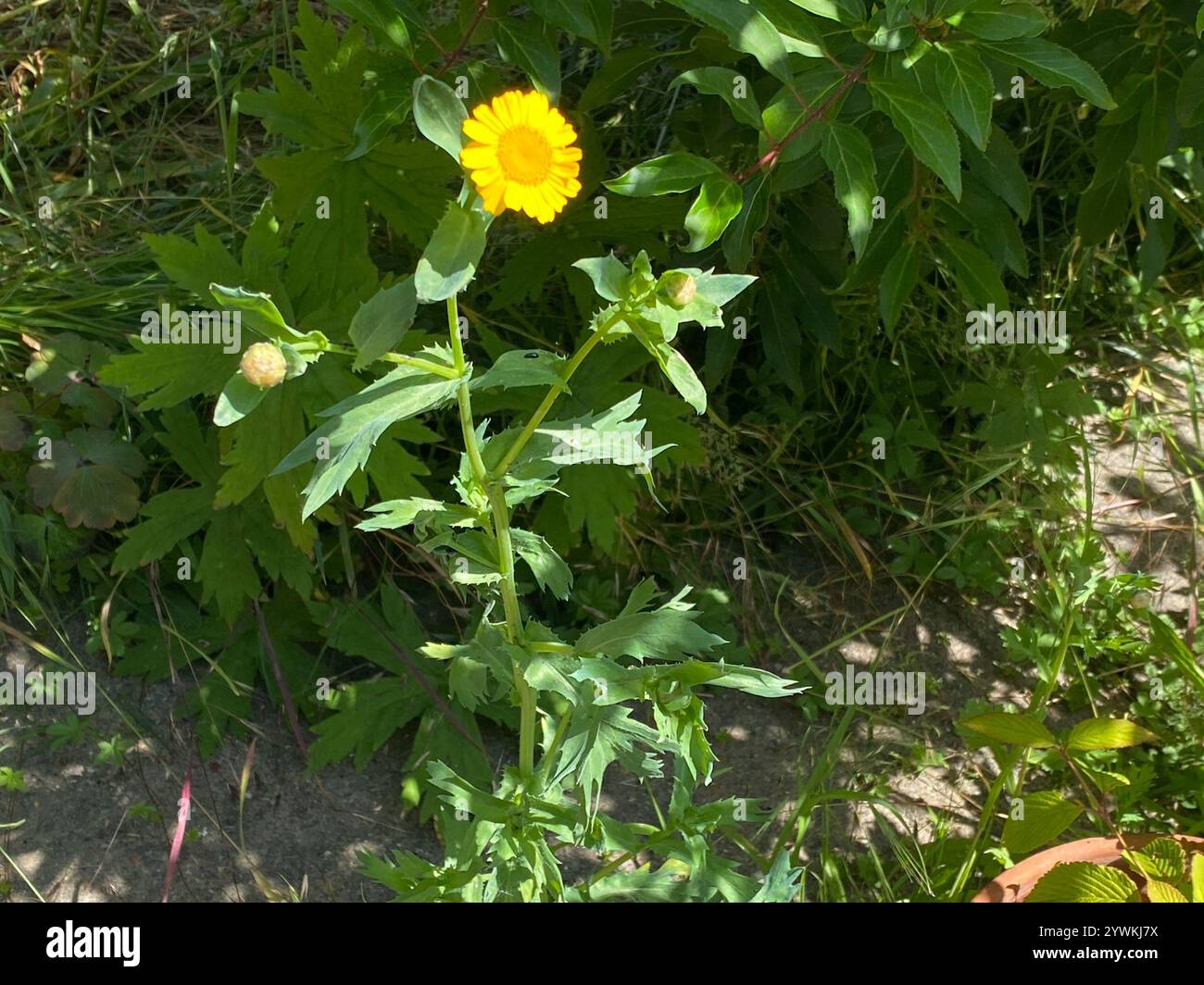 Corn Marigold (Glebionis segetum Stock Photo - Alamy