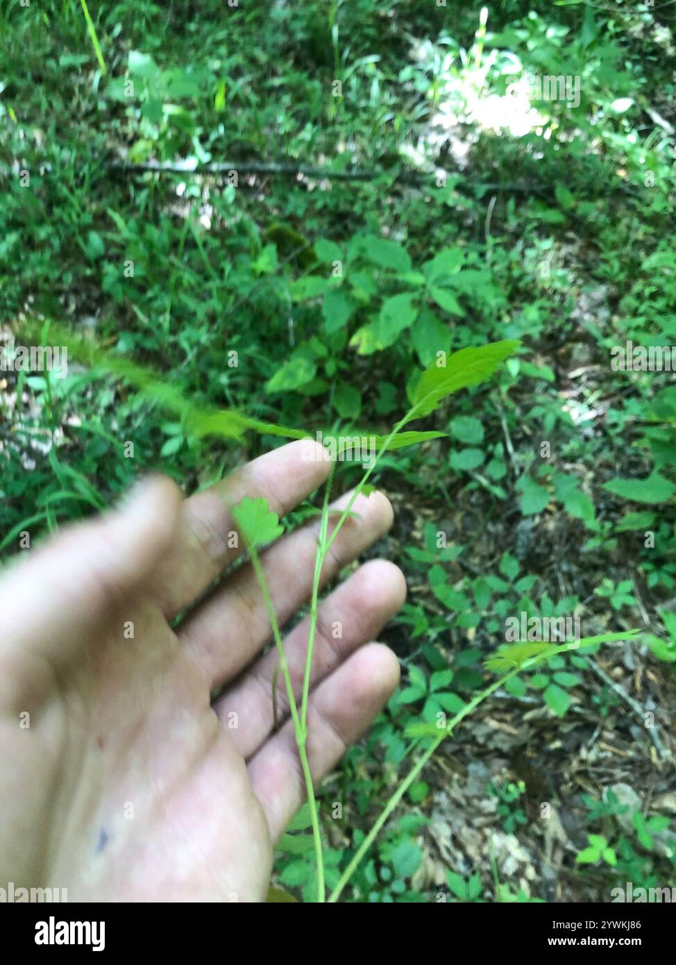 Beaked Agrimony (Agrimonia rostellata Stock Photo - Alamy