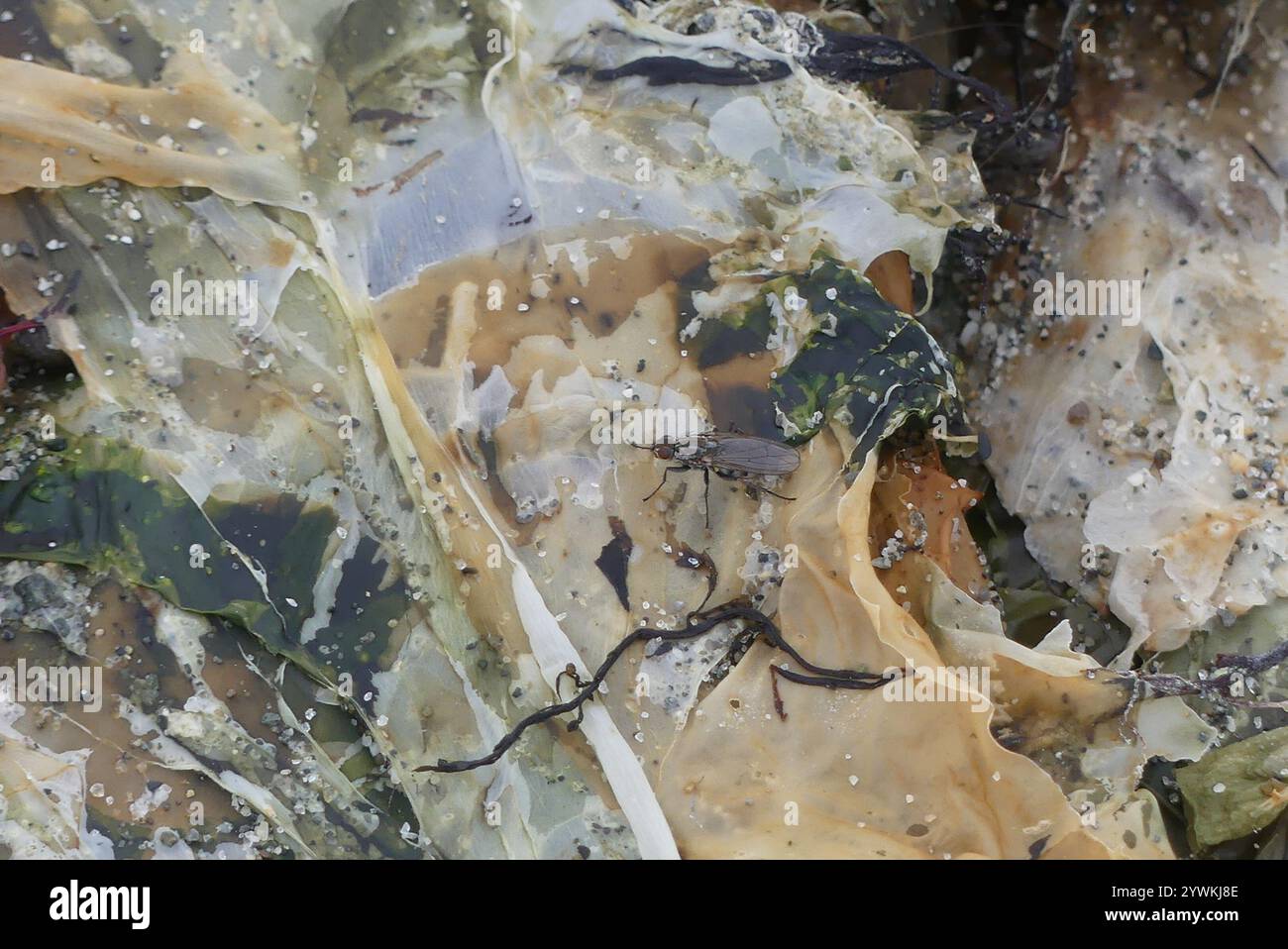 Seaweed Flies (Fucellia Stock Photo - Alamy