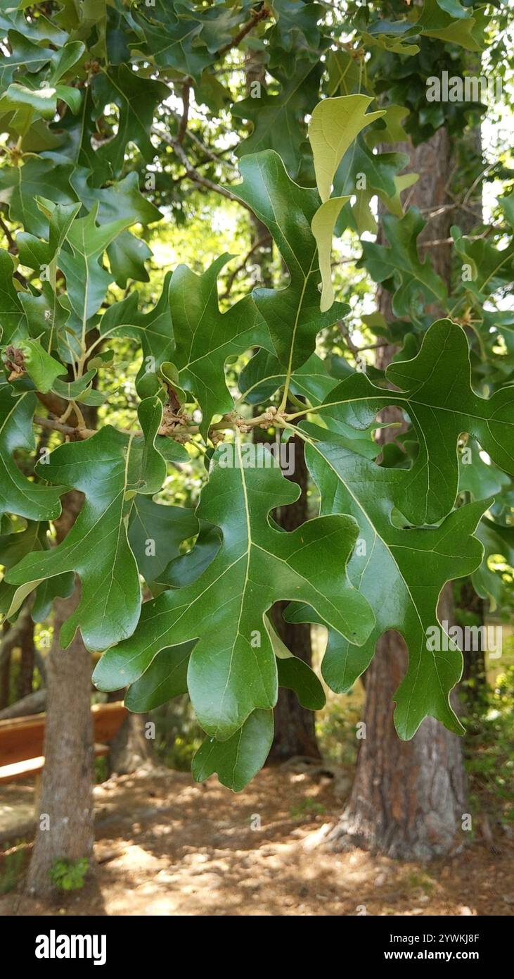 post oak (Quercus stellata Stock Photo - Alamy