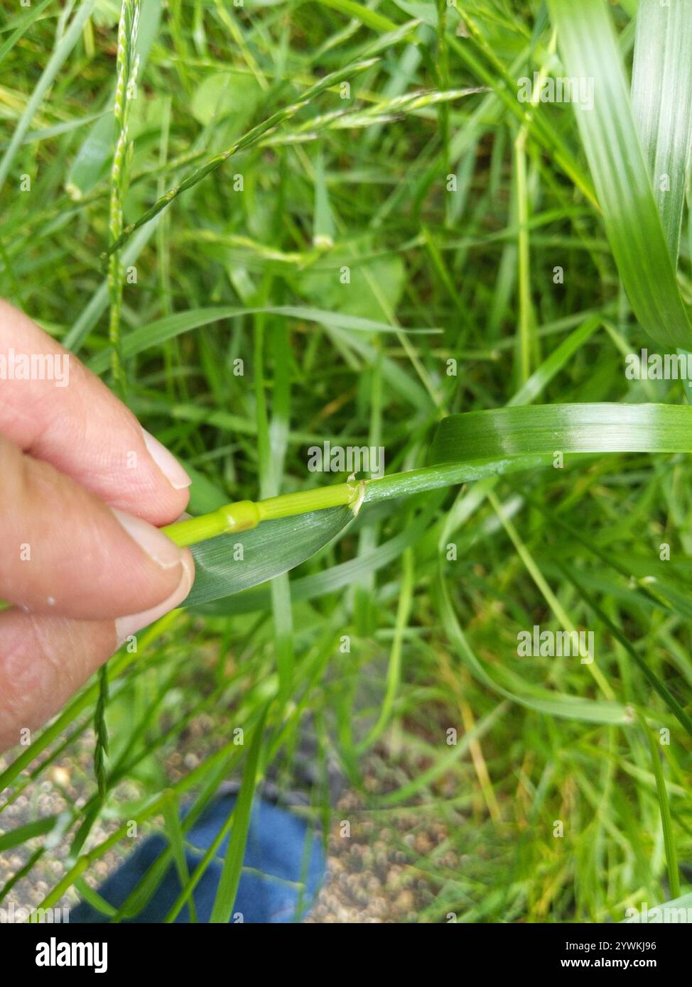Italian Ryegrass (Lolium multiflorum Stock Photo - Alamy