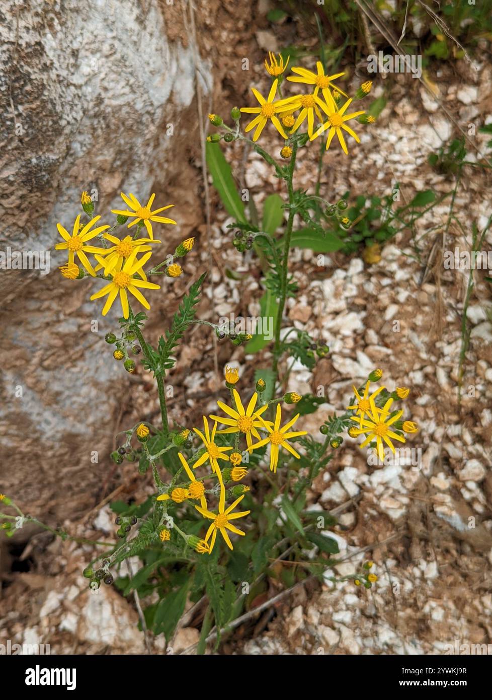 balsam ragwort (Packera paupercula Stock Photo - Alamy