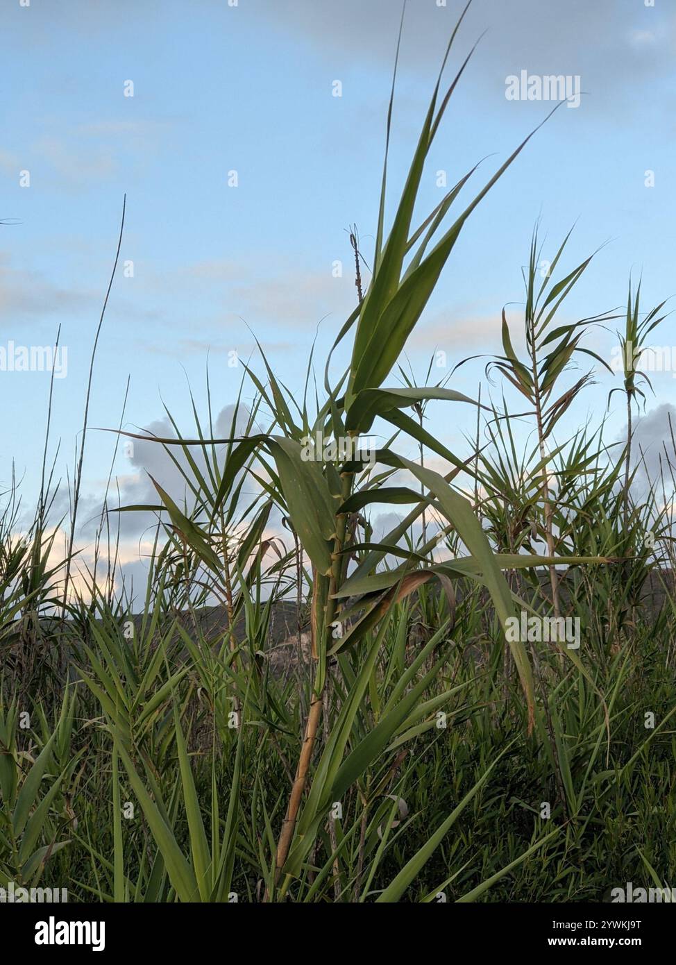 giant reed (Arundo donax Stock Photo - Alamy