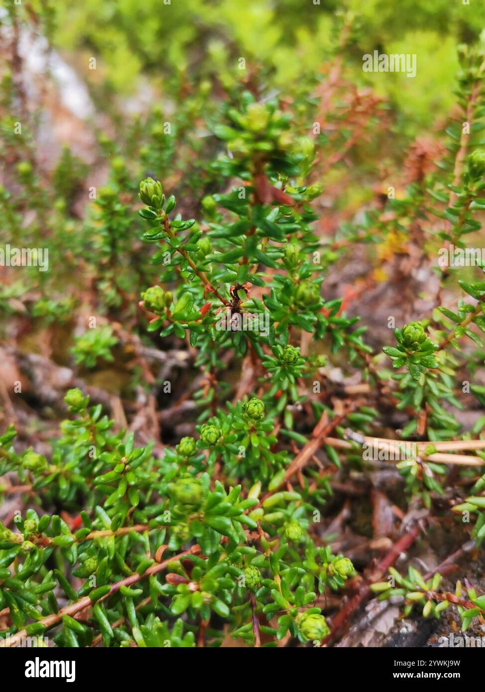 Alpine Crowberry (Empetrum nigrum hermaphroditum Stock Photo - Alamy
