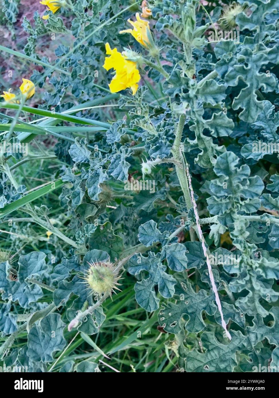 buffalo-bur (Solanum rostratum Stock Photo - Alamy