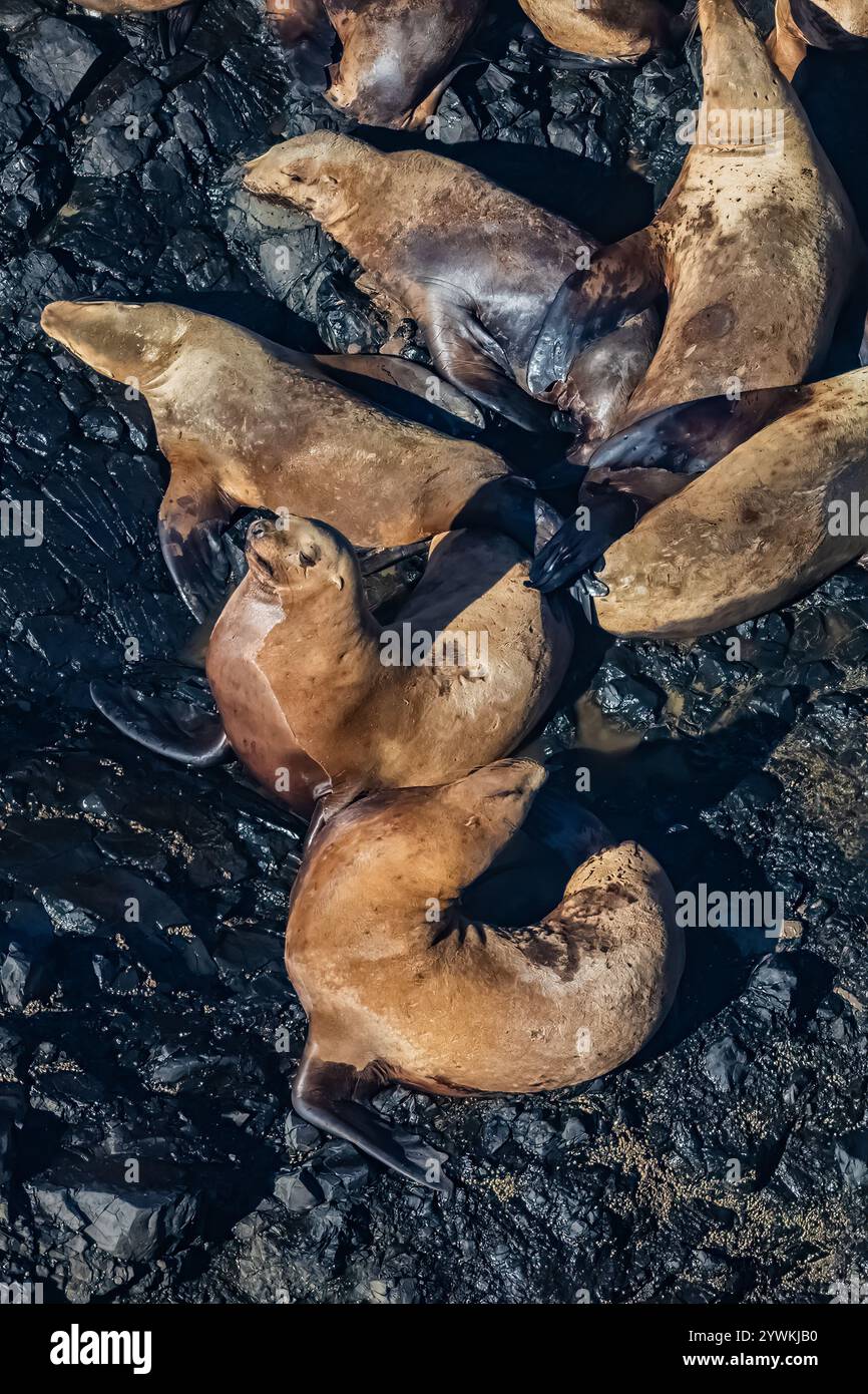 Steller Sea Lions, Eumetopias jubatus, hauled out near the Sea Lion ...