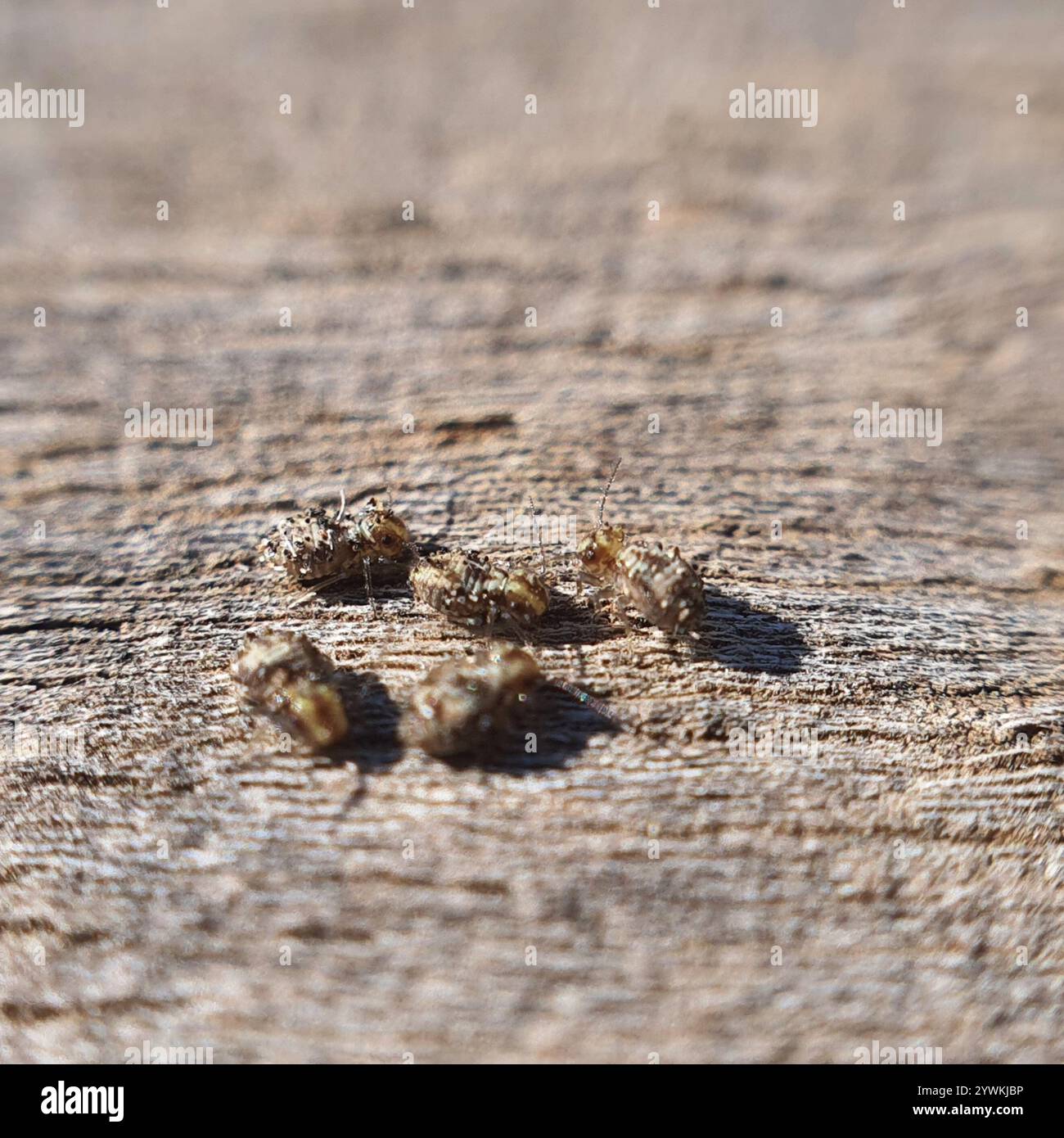 Barklice, Booklice, and Parasitic Lice (Psocodea Stock Photo - Alamy