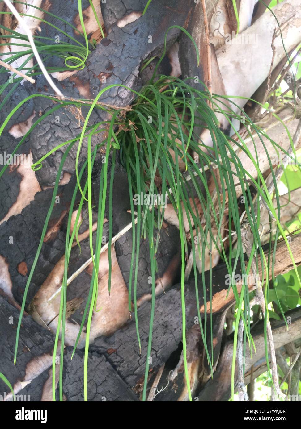 Shoestring Fern (Vittaria lineata Stock Photo - Alamy