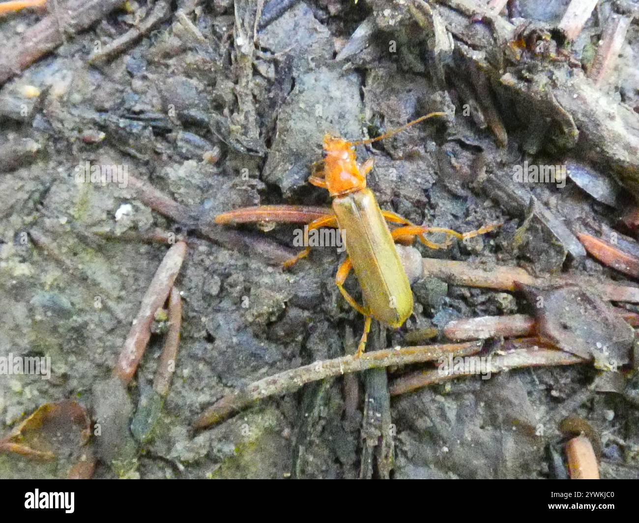 Red Soldier Beetle (Cantharis rufa Stock Photo - Alamy