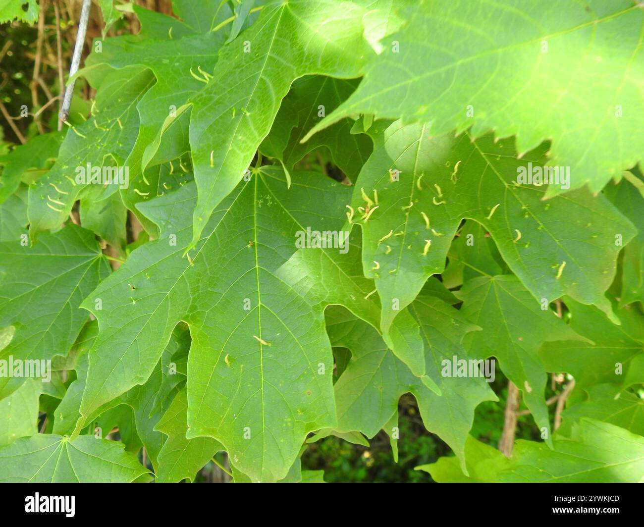 Maple Spindle Gall Mite (Vasates aceriscrumena Stock Photo - Alamy