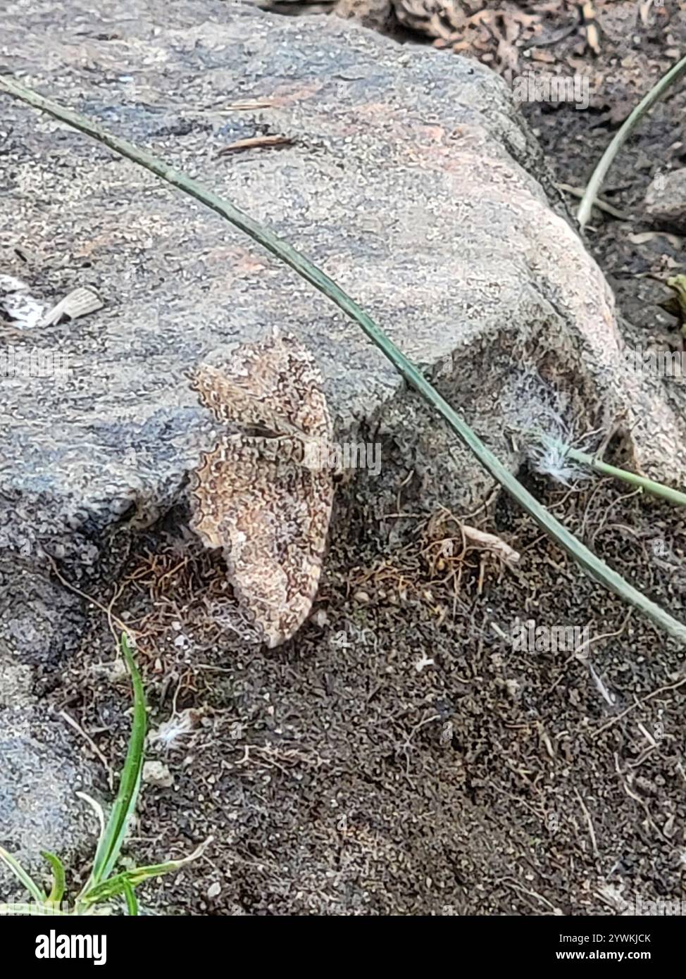 scallop shell moth (Hydria undulata Stock Photo - Alamy