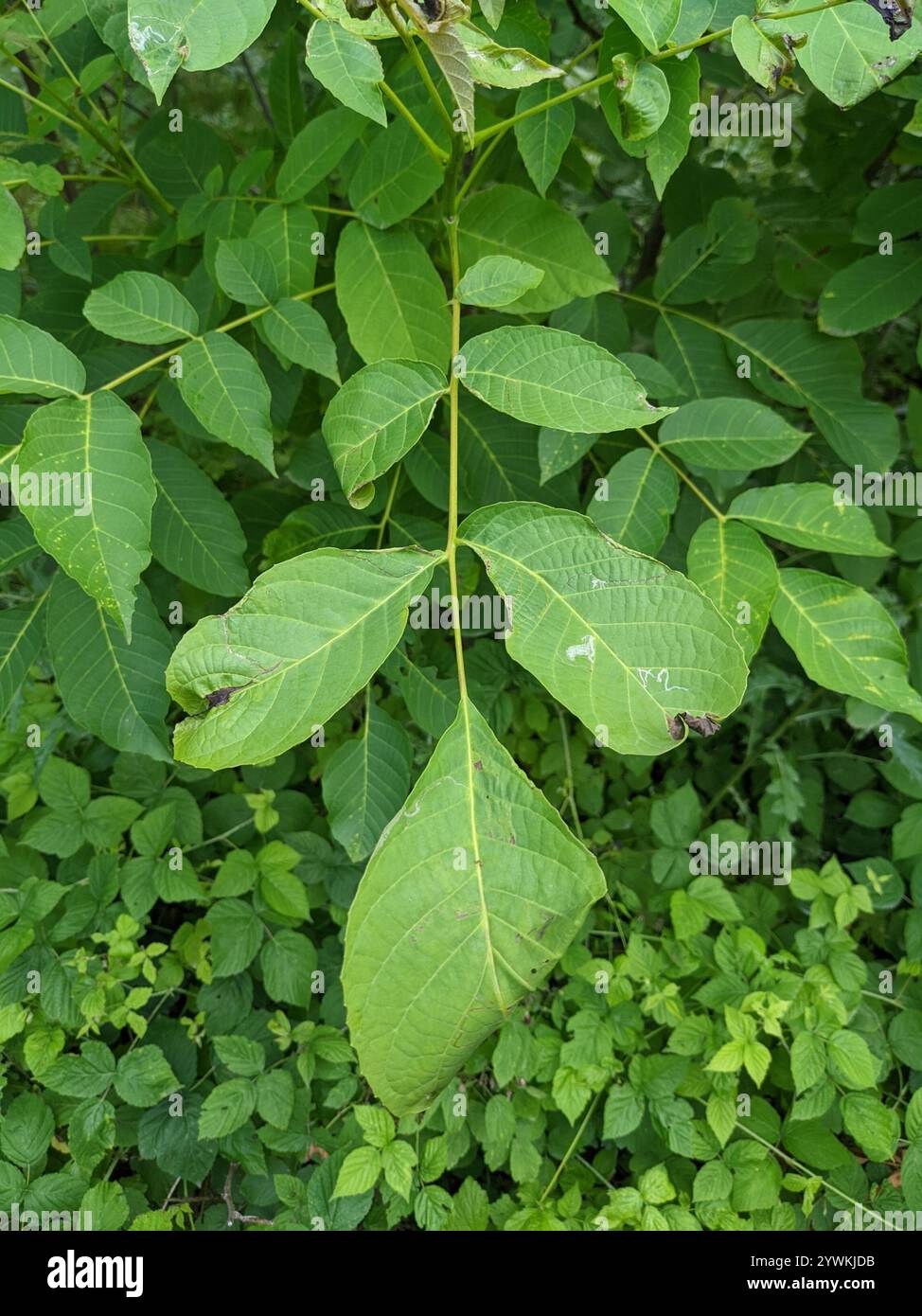 Persian walnut (Juglans regia Stock Photo - Alamy