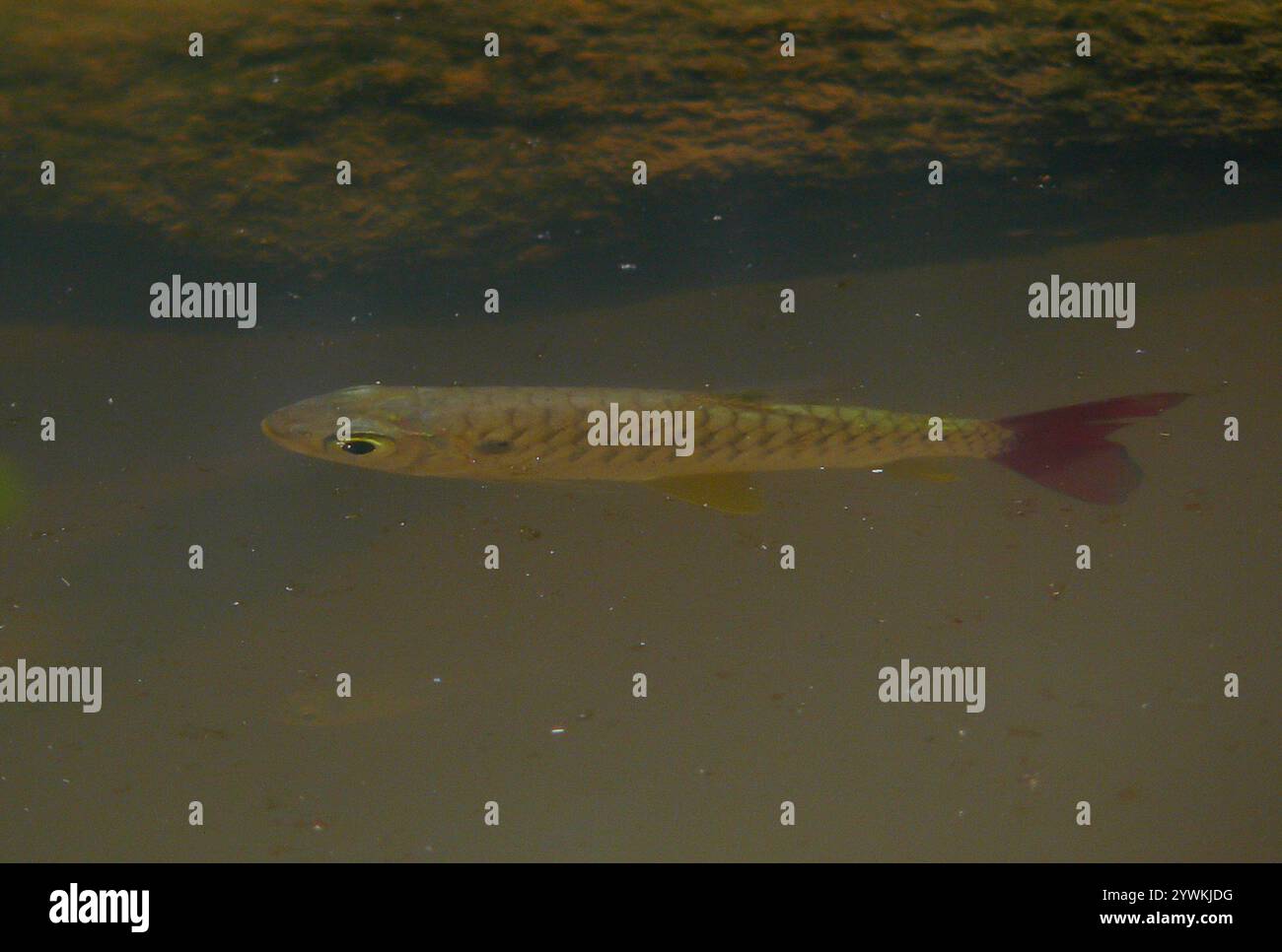 Tucanfish hi-res stock photography and images - Alamy