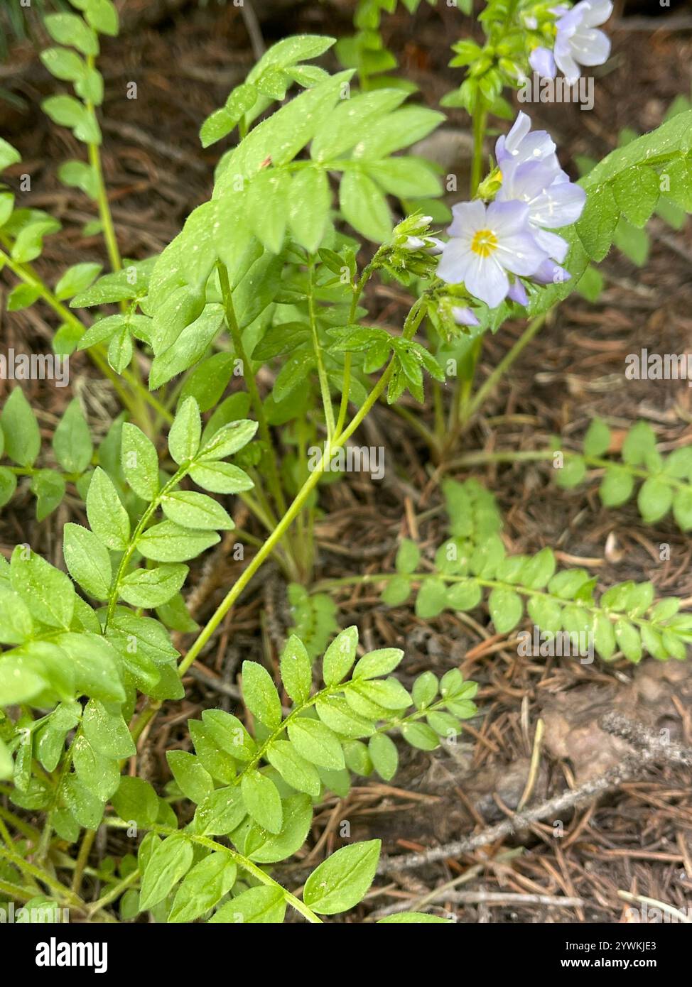 Pretty Jacob's-ladder (Polemonium pulcherrimum Stock Photo - Alamy