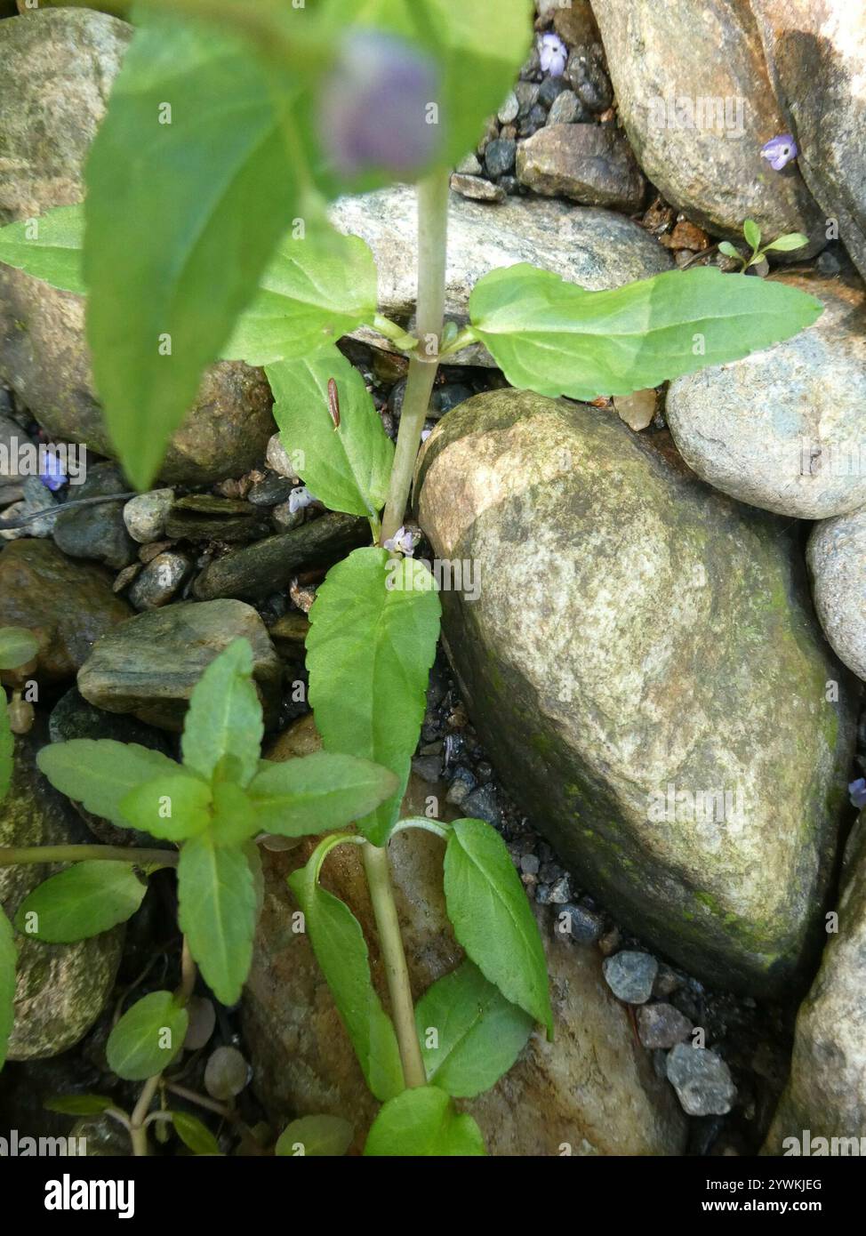 American brooklime hi-res stock photography and images - Alamy