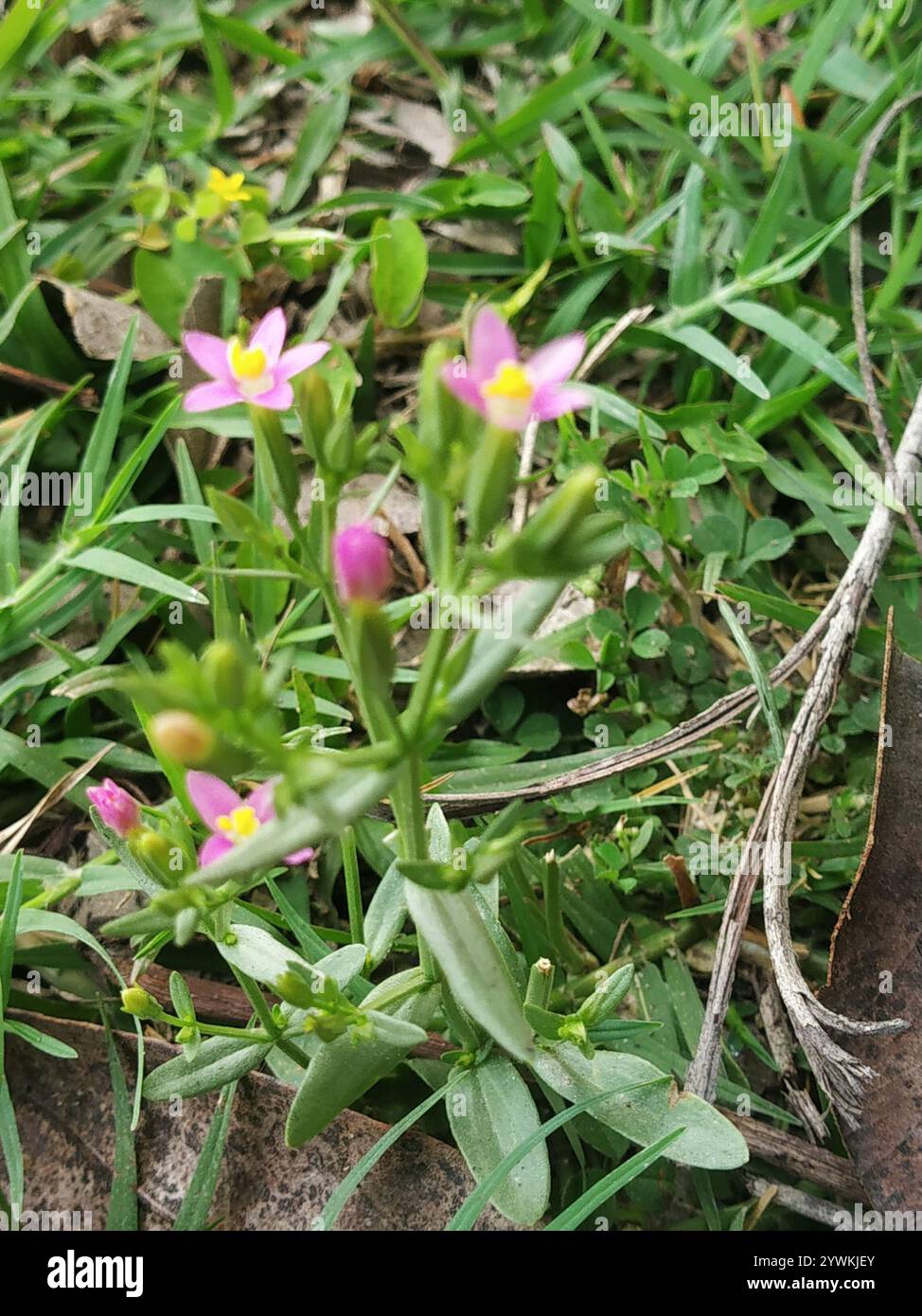 Lesser Centaury (Centaurium pulchellum Stock Photo - Alamy