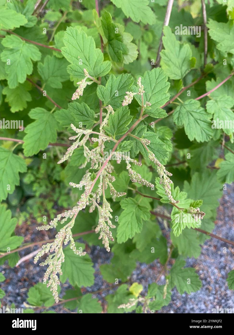 Ocean spray (Holodiscus discolor Stock Photo - Alamy