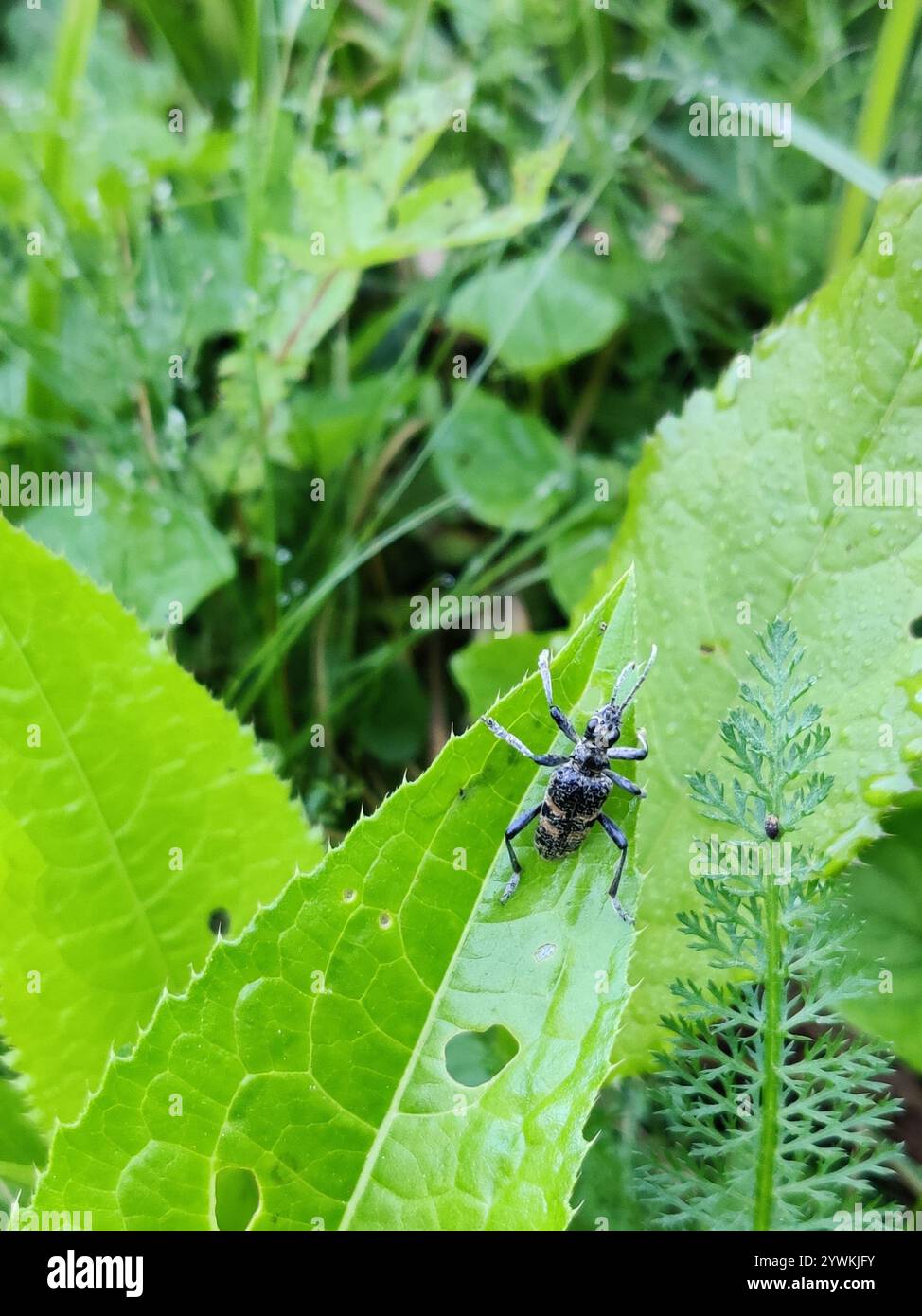 Blackspotted Longhorn Beetle (Rhagium mordax Stock Photo - Alamy