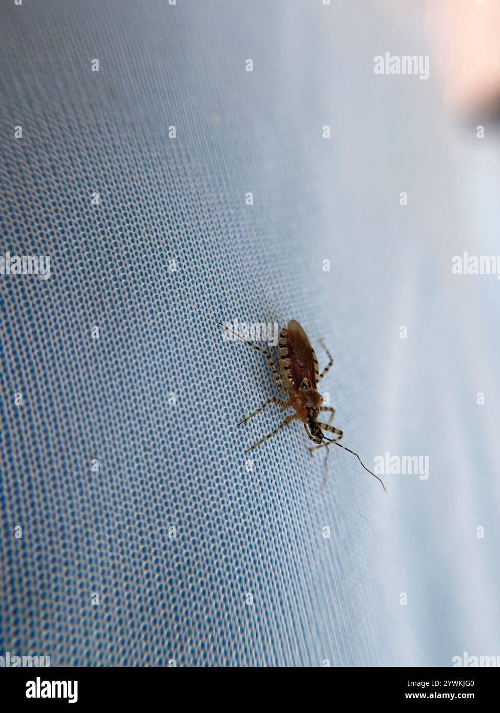 Ringed Assassin Bug (Pselliopus cinctus Stock Photo - Alamy