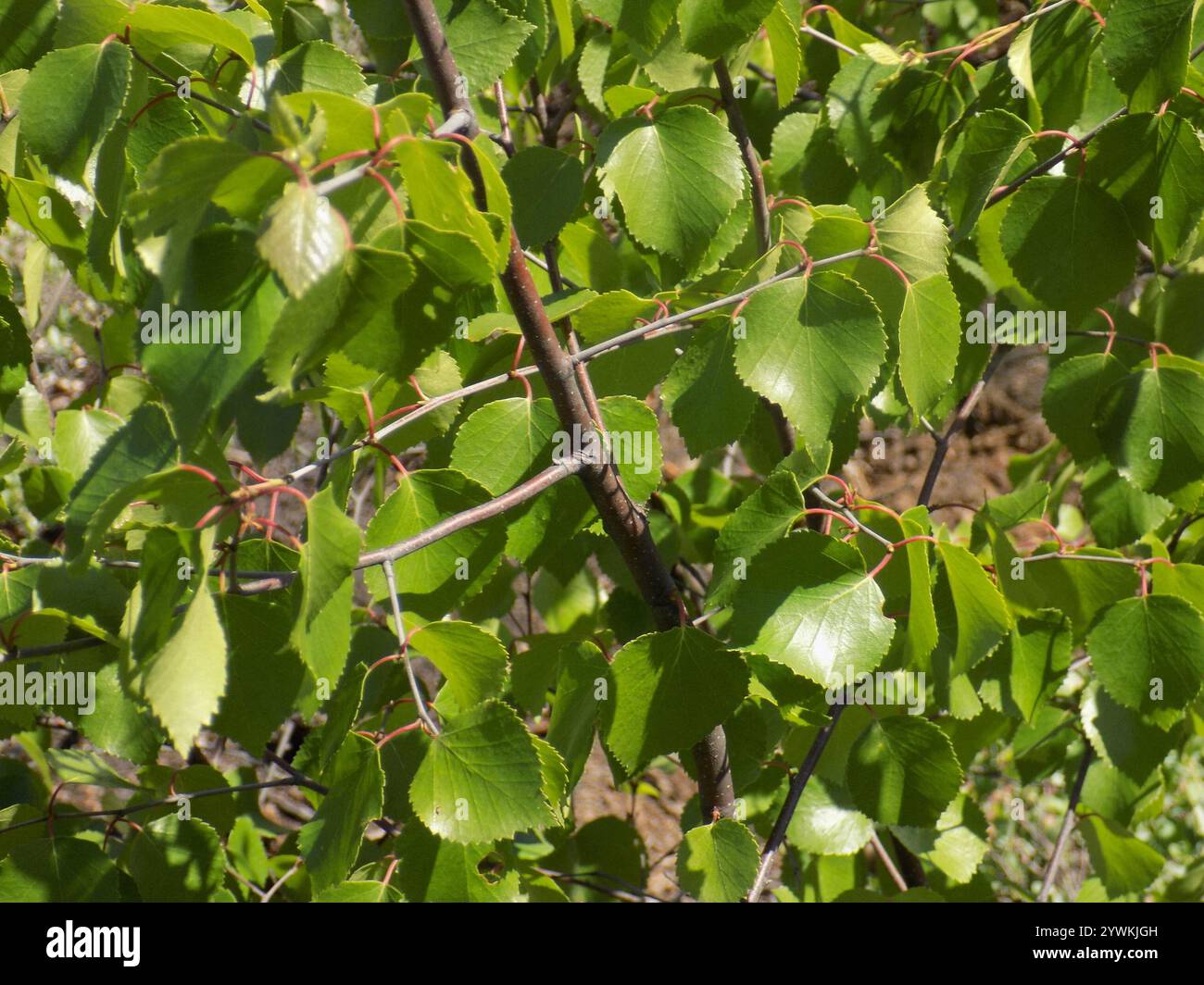 Downy Birch (Betula pubescens Stock Photo - Alamy