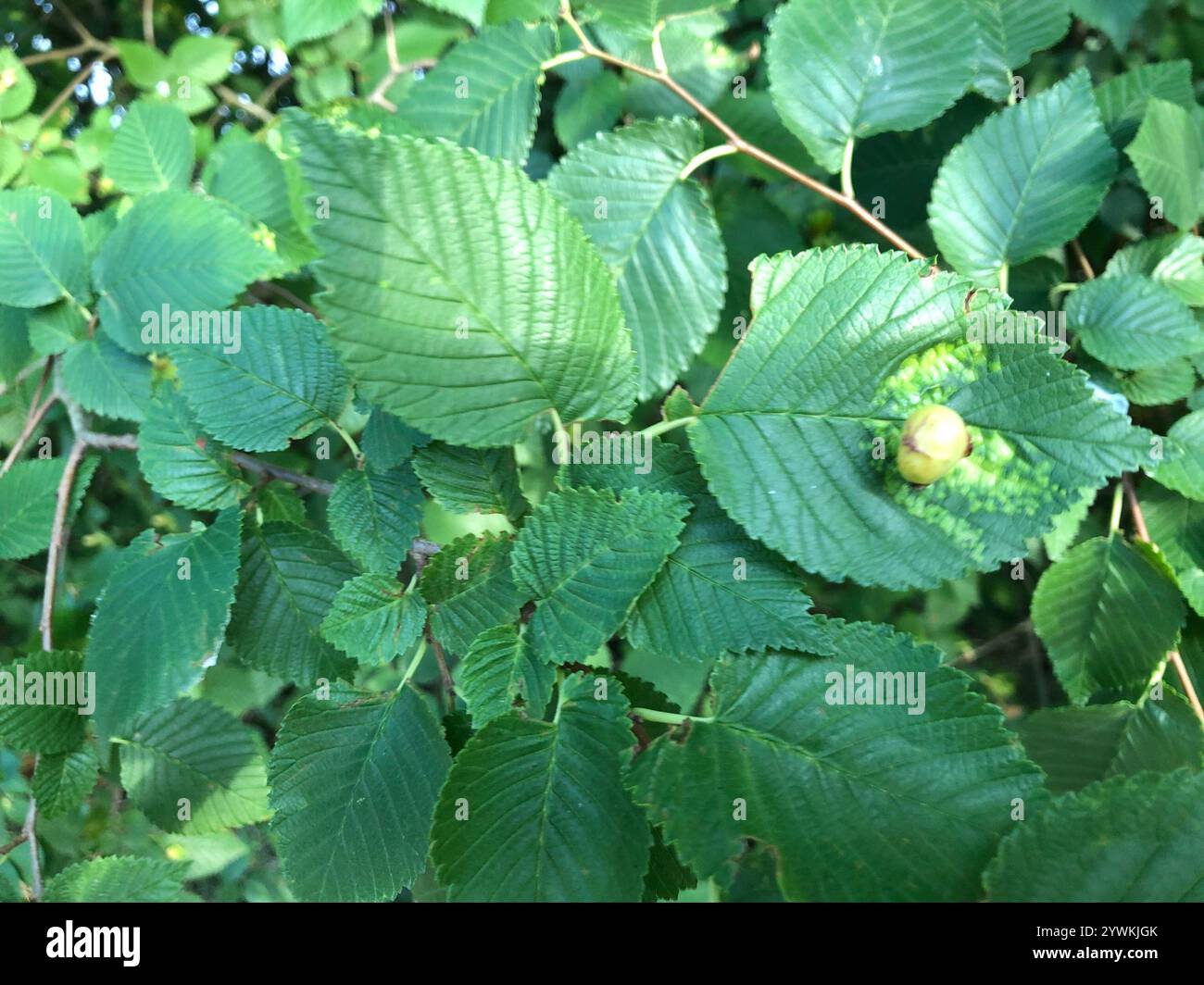 Sack gall hi-res stock photography and images - Alamy
