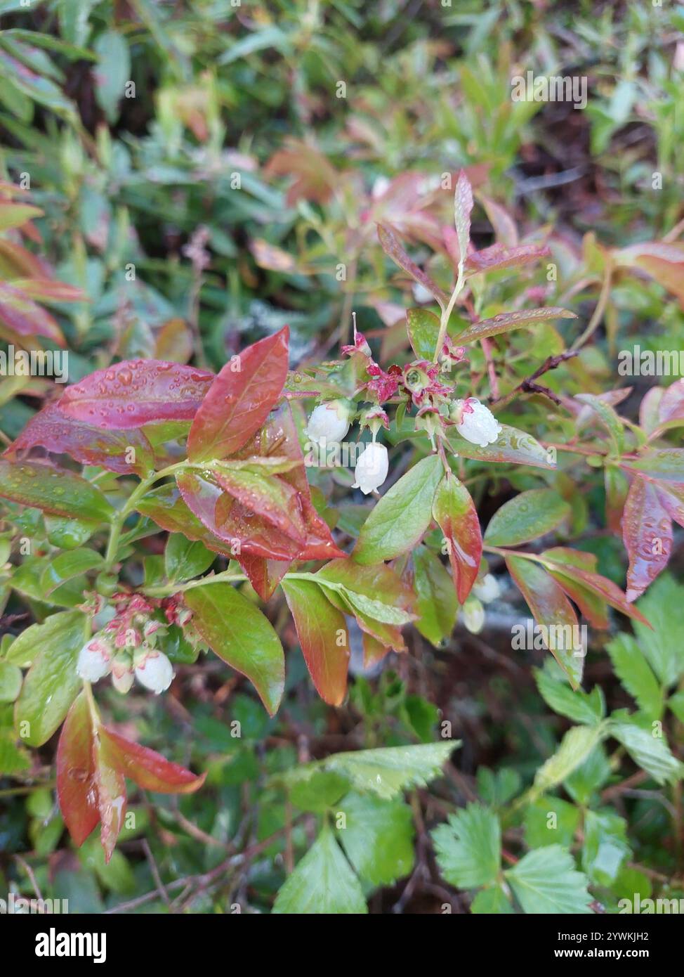 lowbush blueberry (Vaccinium angustifolium Stock Photo - Alamy