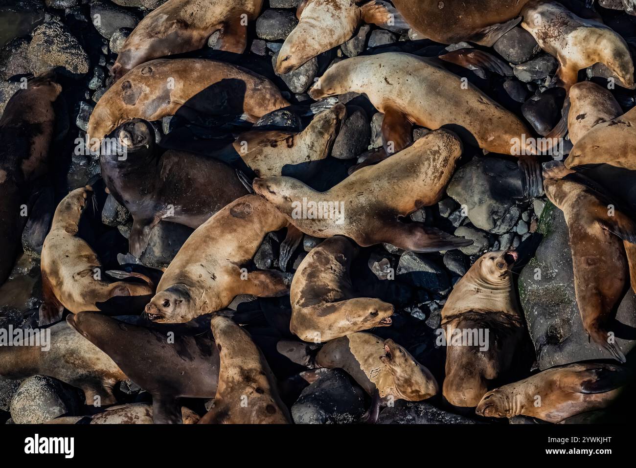 Steller Sea Lion, Eumetopias jubatus, in surf near the Sea Lion Caves ...