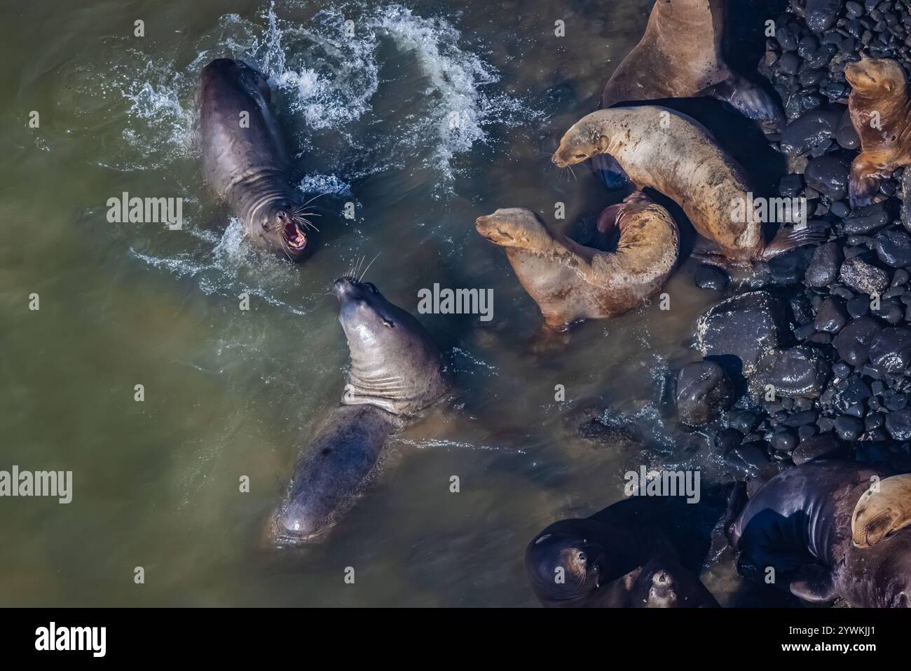 Steller Sea Lions, Eumetopias jubatus, hauled out near the Sea Lion ...