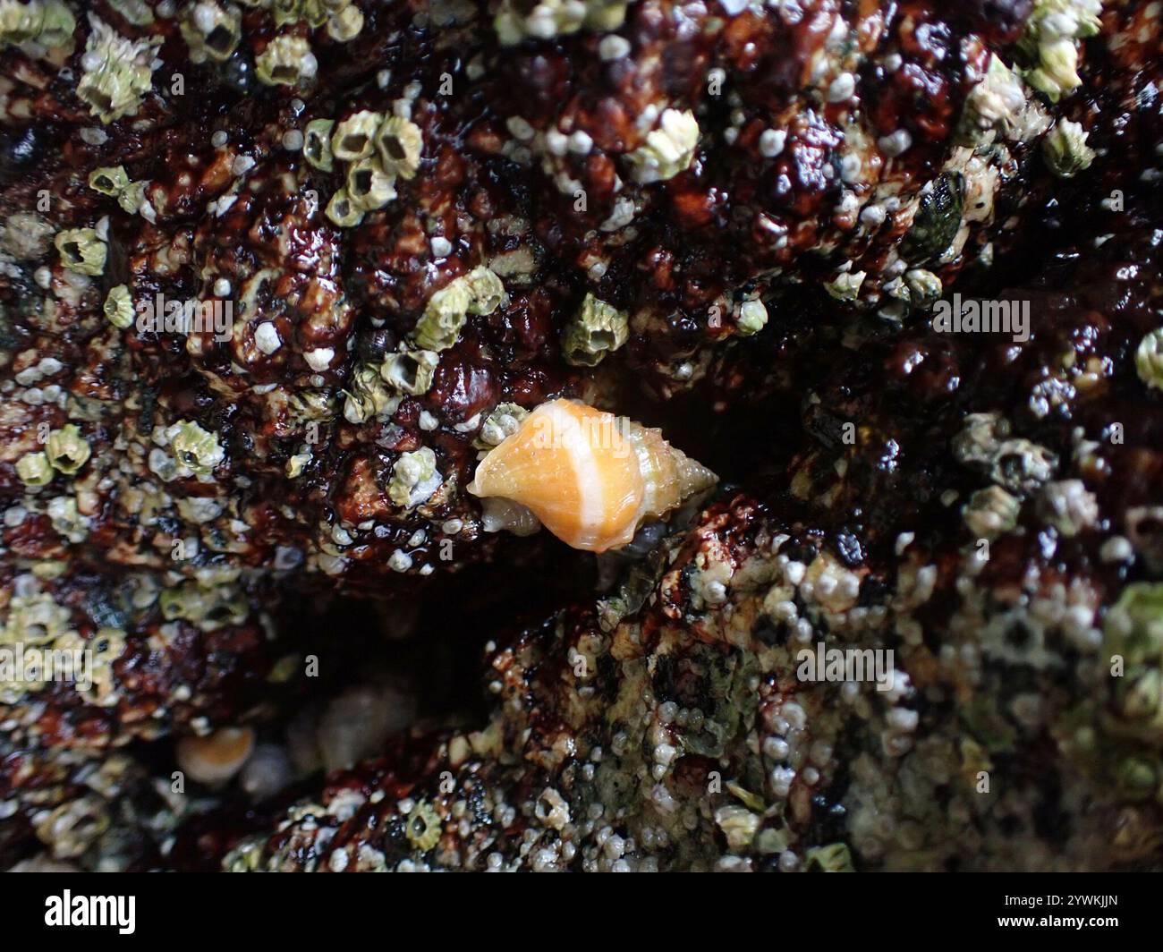 Frilled Dogwinkle (Nucella lamellosa Stock Photo - Alamy