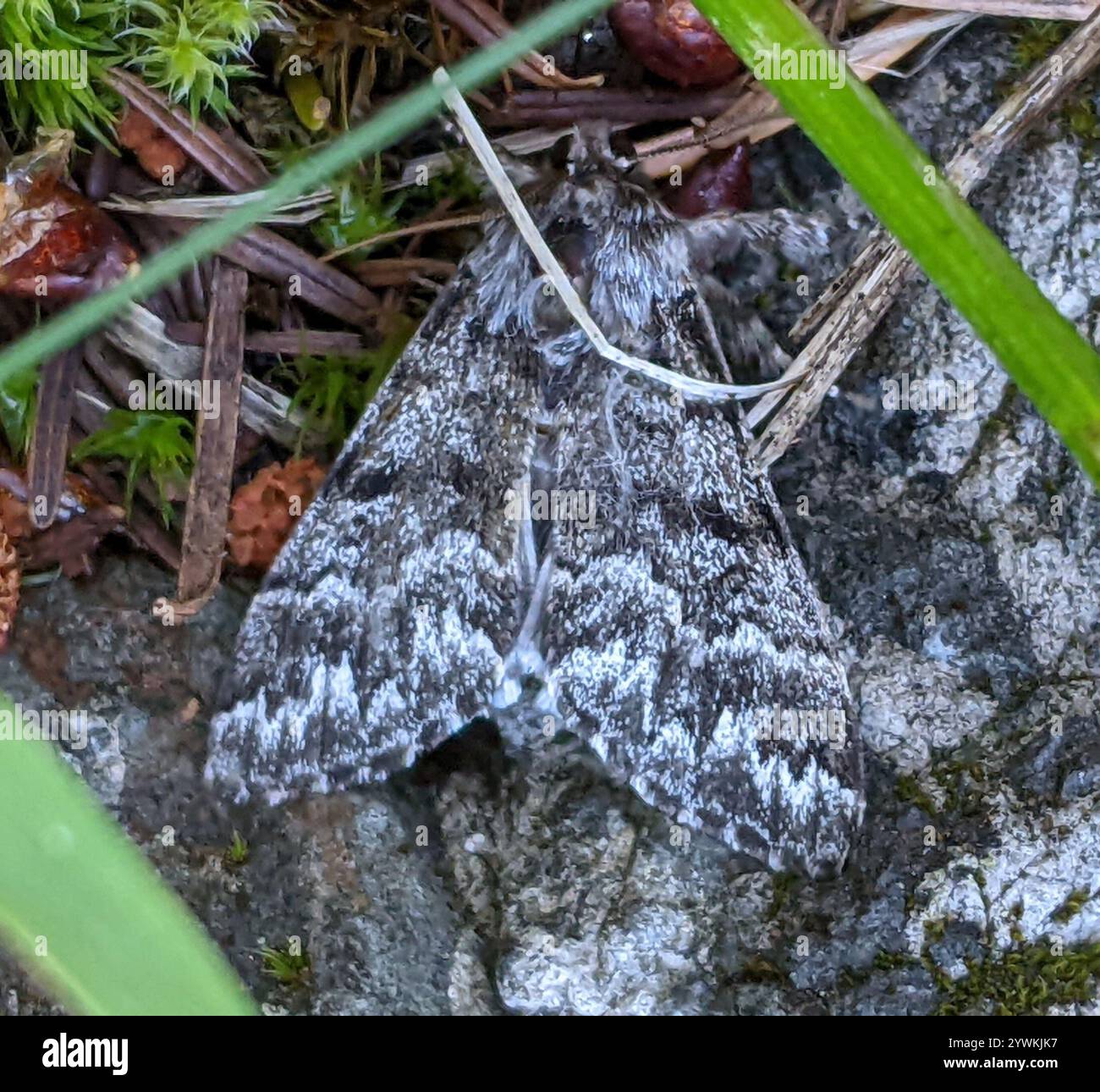Western Panthea Moth (Panthea virginarius Stock Photo - Alamy