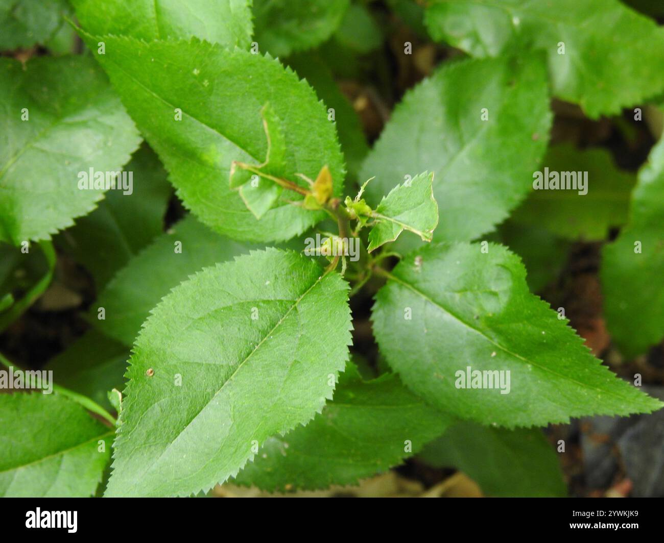 European Wild Apple (Malus sylvestris Stock Photo - Alamy