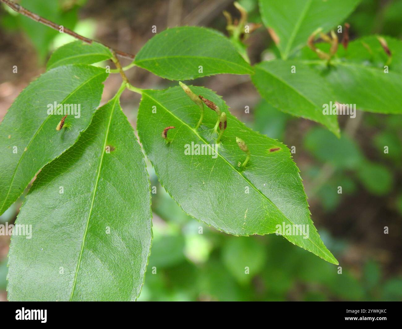 Black Cherry Leaf Gall Mite (Eriophyes cerasicrumena Stock Photo - Alamy