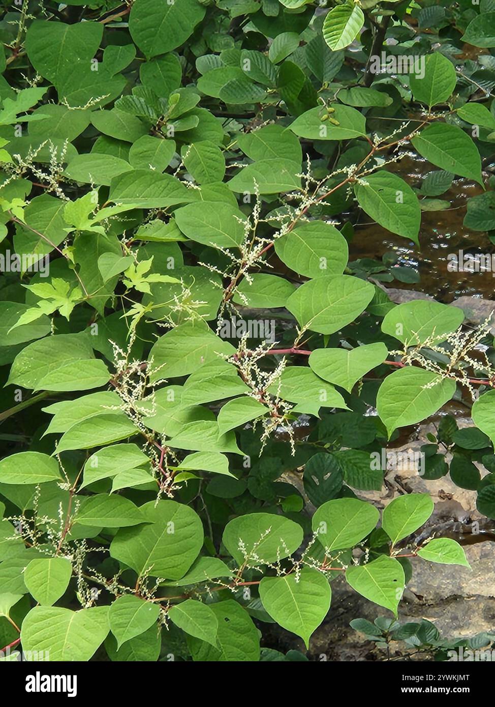 Japanese knotweed (Reynoutria japonica Stock Photo - Alamy