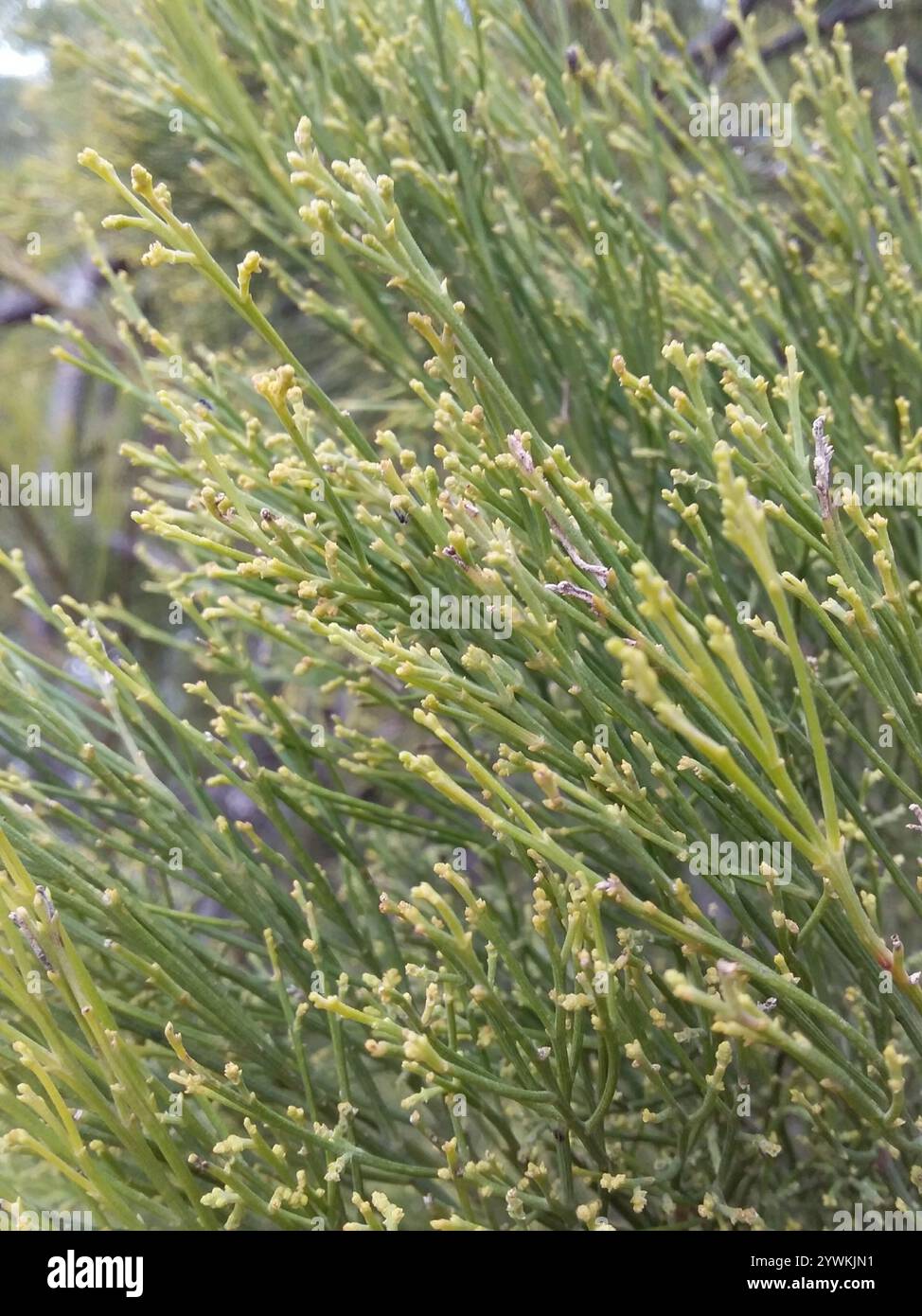 Cherry Ballart (Exocarpos cupressiformis Stock Photo - Alamy