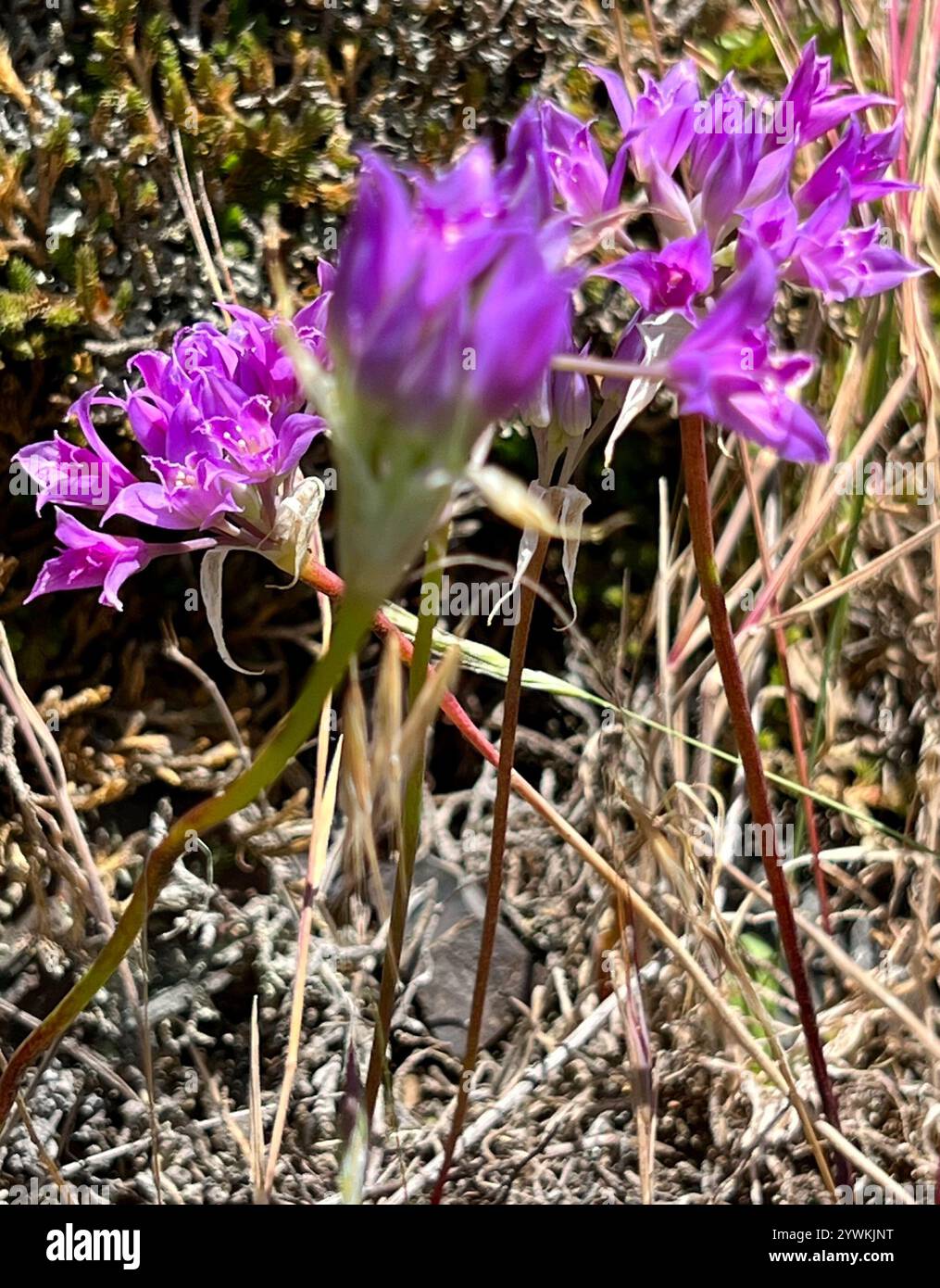 Hooker's onion (Allium acuminatum Stock Photo - Alamy